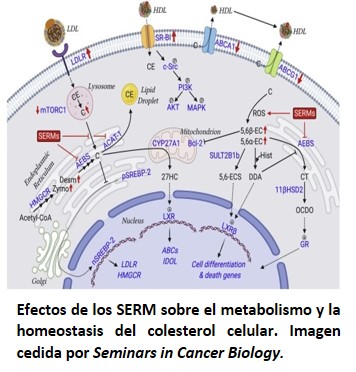 Investigadores del IRYCIS revisan el papel del metabolismo del colesterol en la farmacología ...
